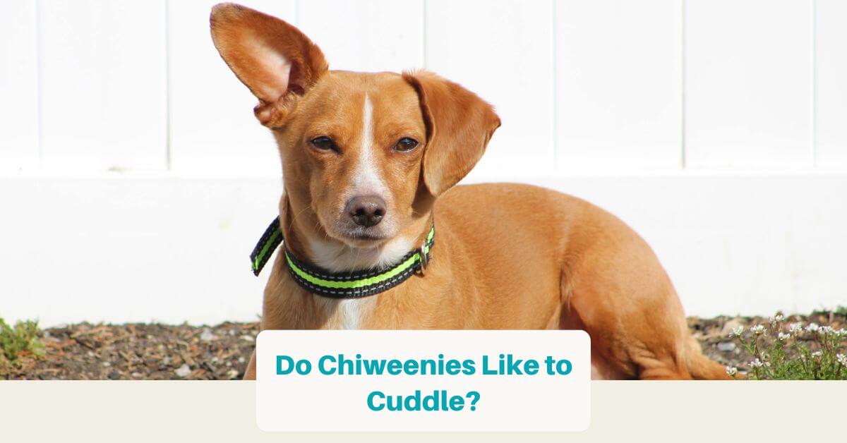 Are Chiweenies Cuddly and Affectionate Dogs? (Explained) - Best Dog ...