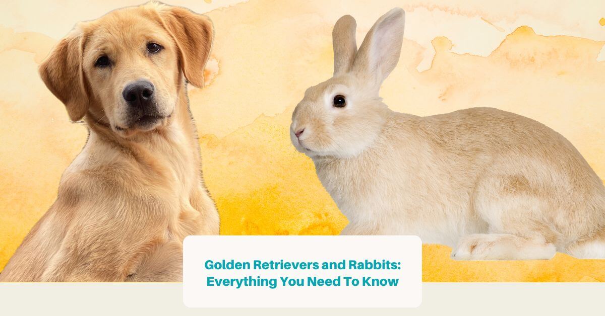 Golden Retrievers and Rabbits: Everything You Need To Know - Best Dog ...