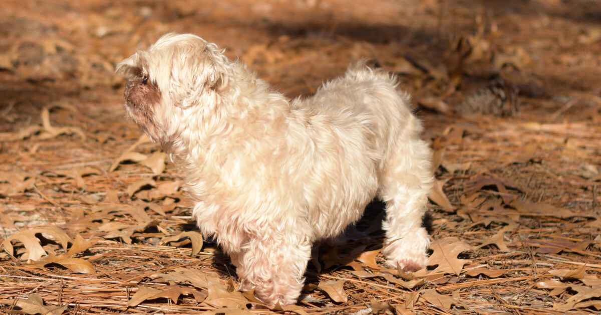 Is Pine Straw Good for Dog Bedding (Safe or Harmful?) - Best Dog Resources